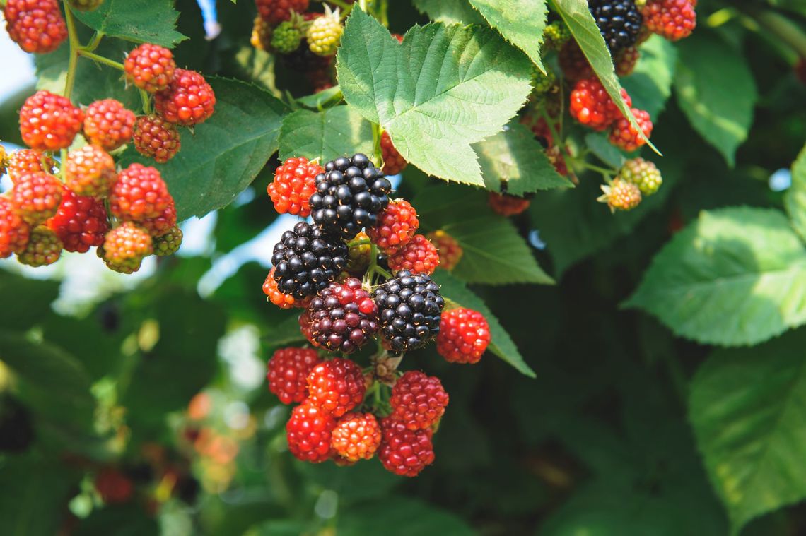 Arboriculture, transformation de fruits - AGRIDEA